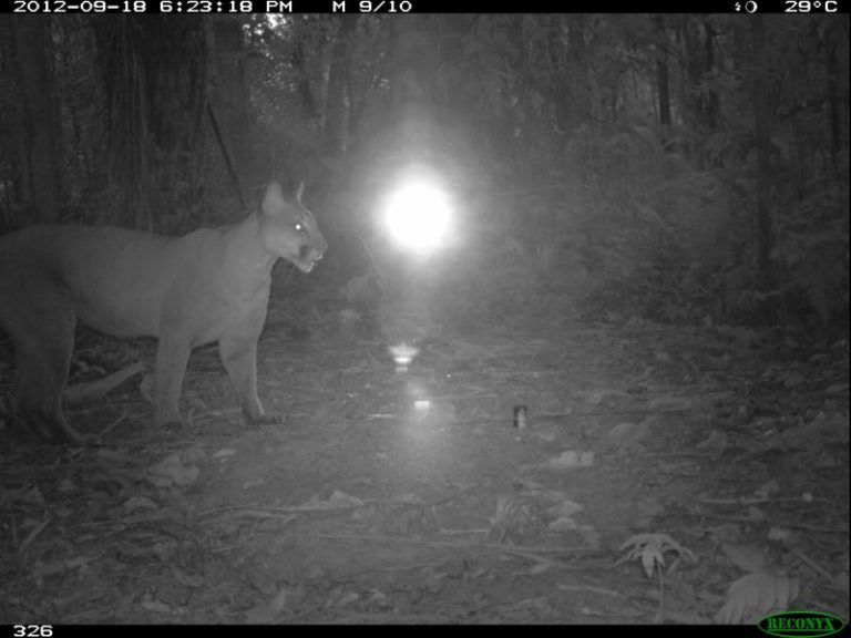 WCS Camera Traps - LILA BC
